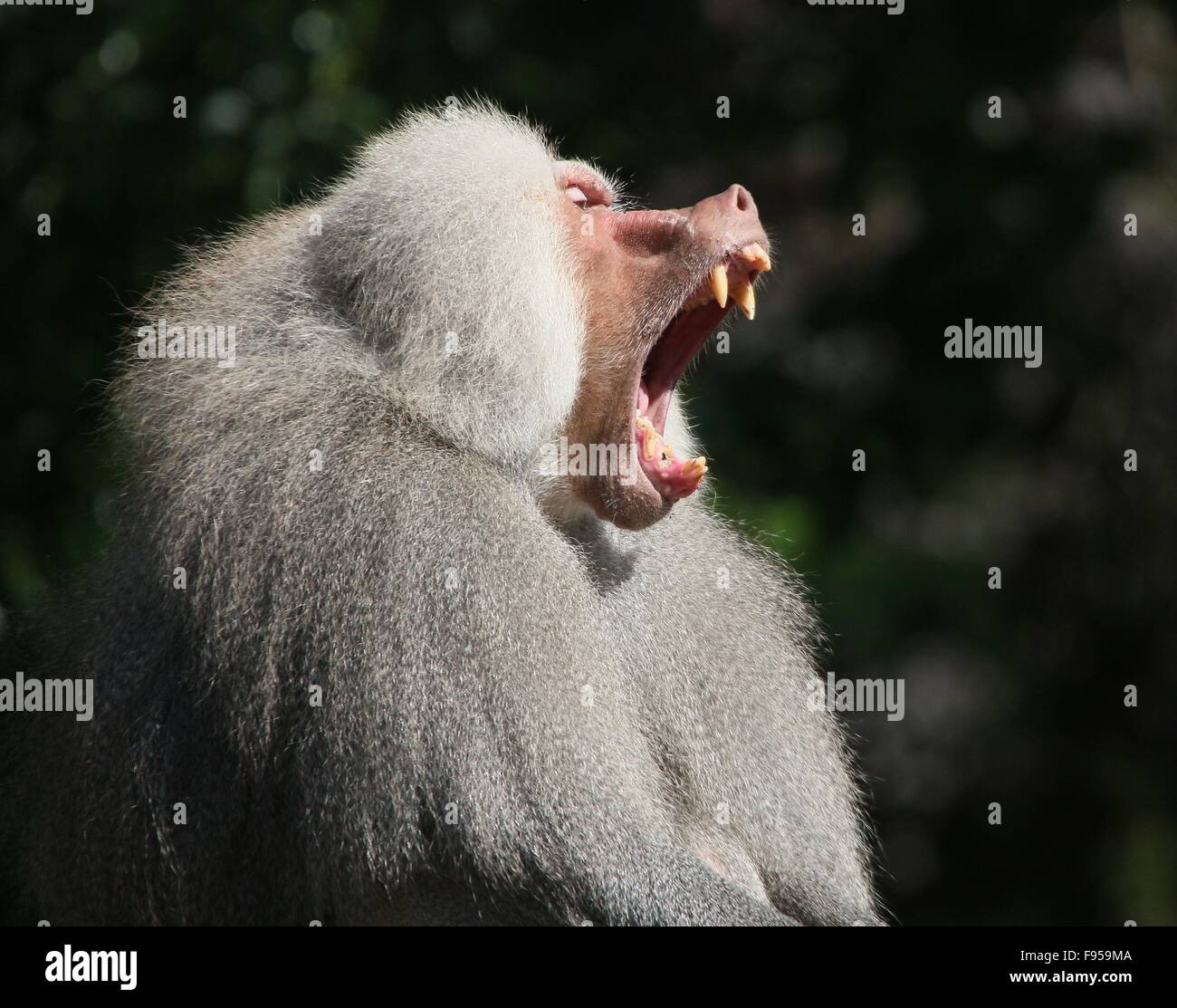 Aggressive male African Hamadryas baboon (Papio hamadryas) growling ...
