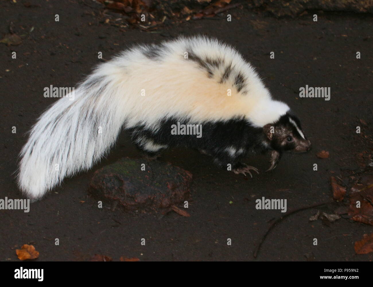 Striped skunk mephitis mephitis streifenskunk High Resolution Stock ...
