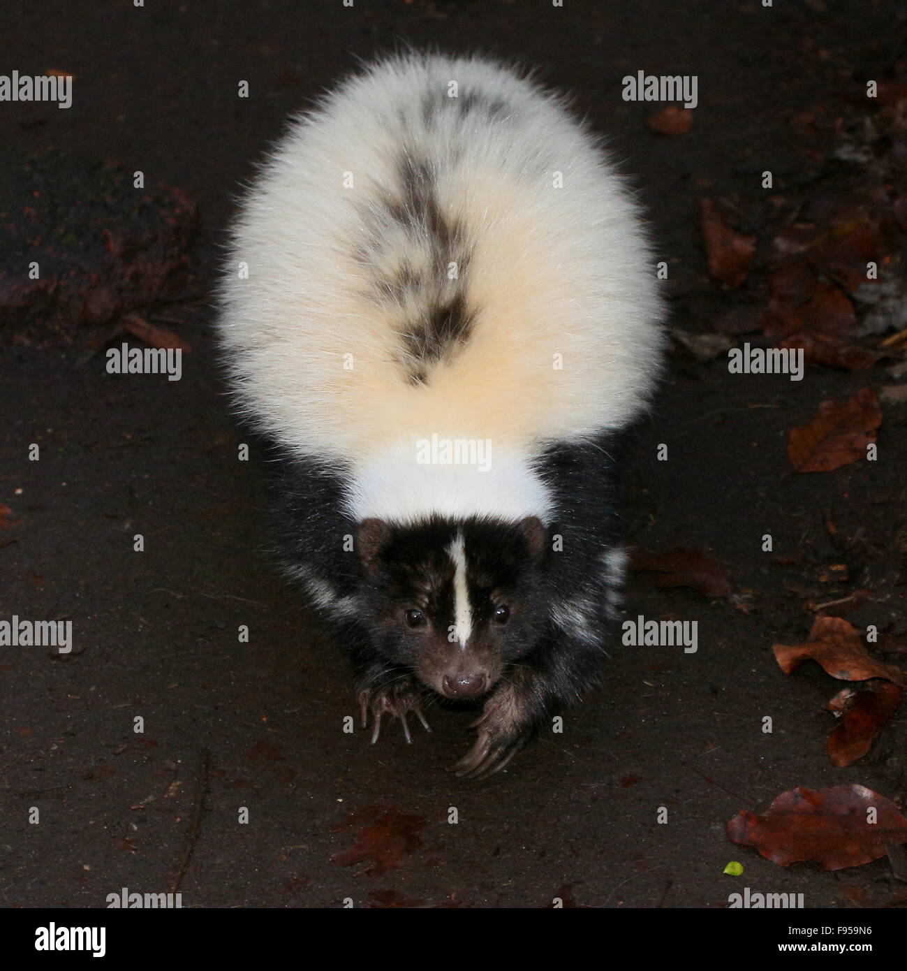 North American Striped skunk (Mephitis mephitis Stock Photo - Alamy
