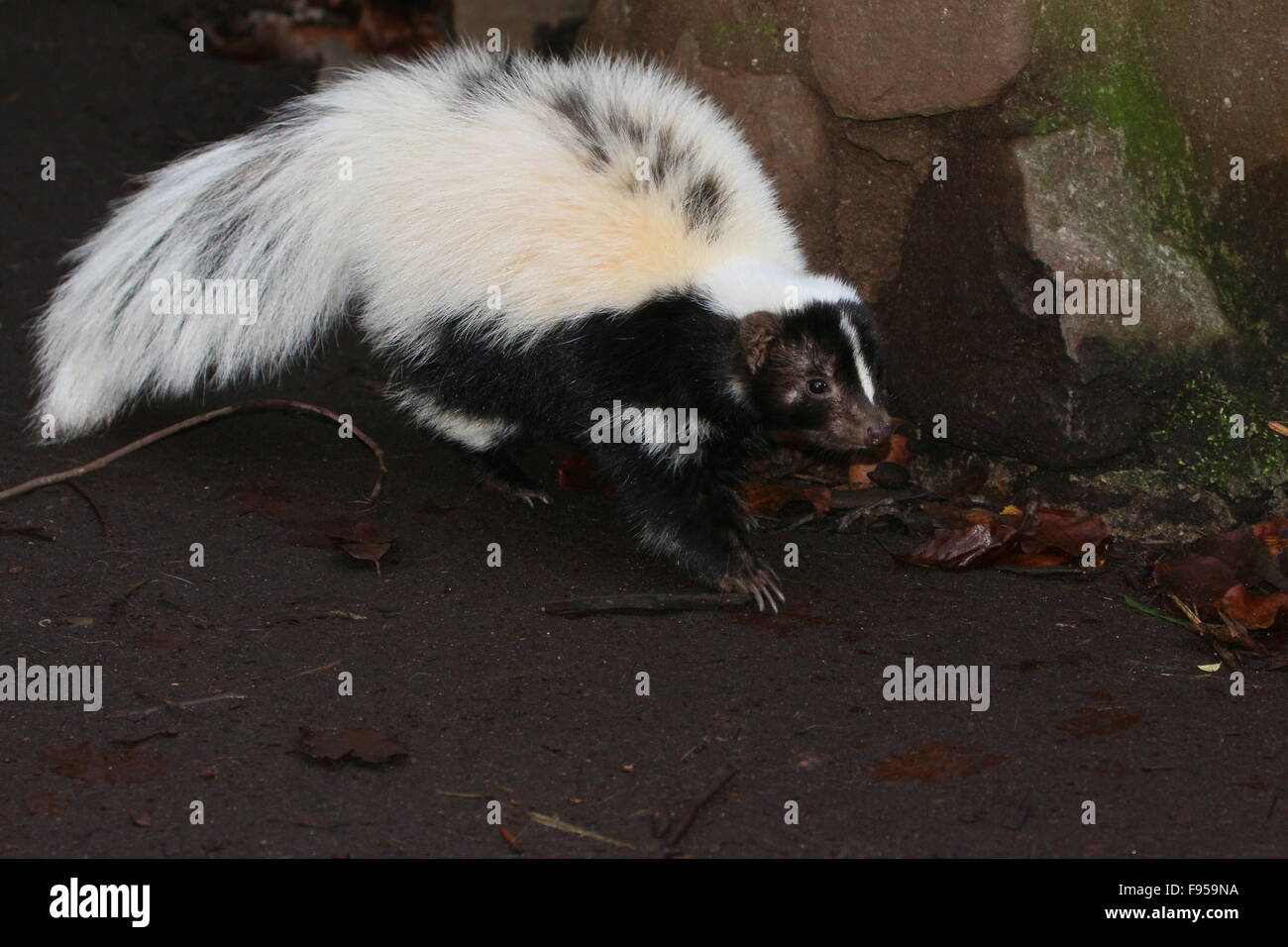 North American Striped skunk (Mephitis mephitis) walking at close range ...