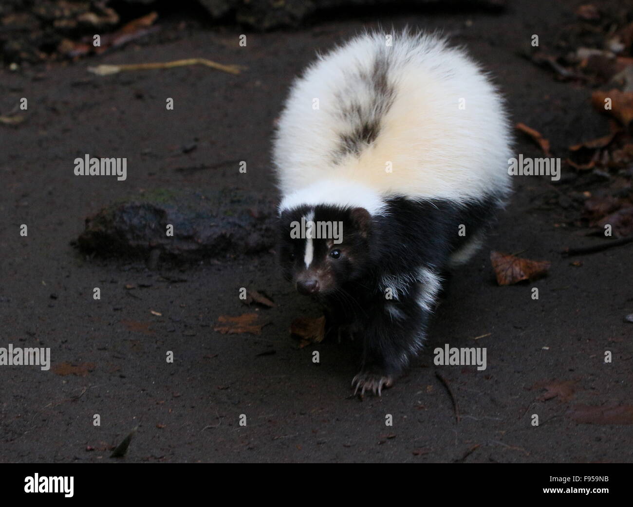 Mephitis mephitis fur hi-res stock photography and images - Alamy