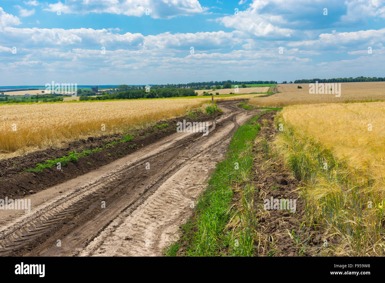 Ukrainian rural landscape with earth road among of wheat fields at ...