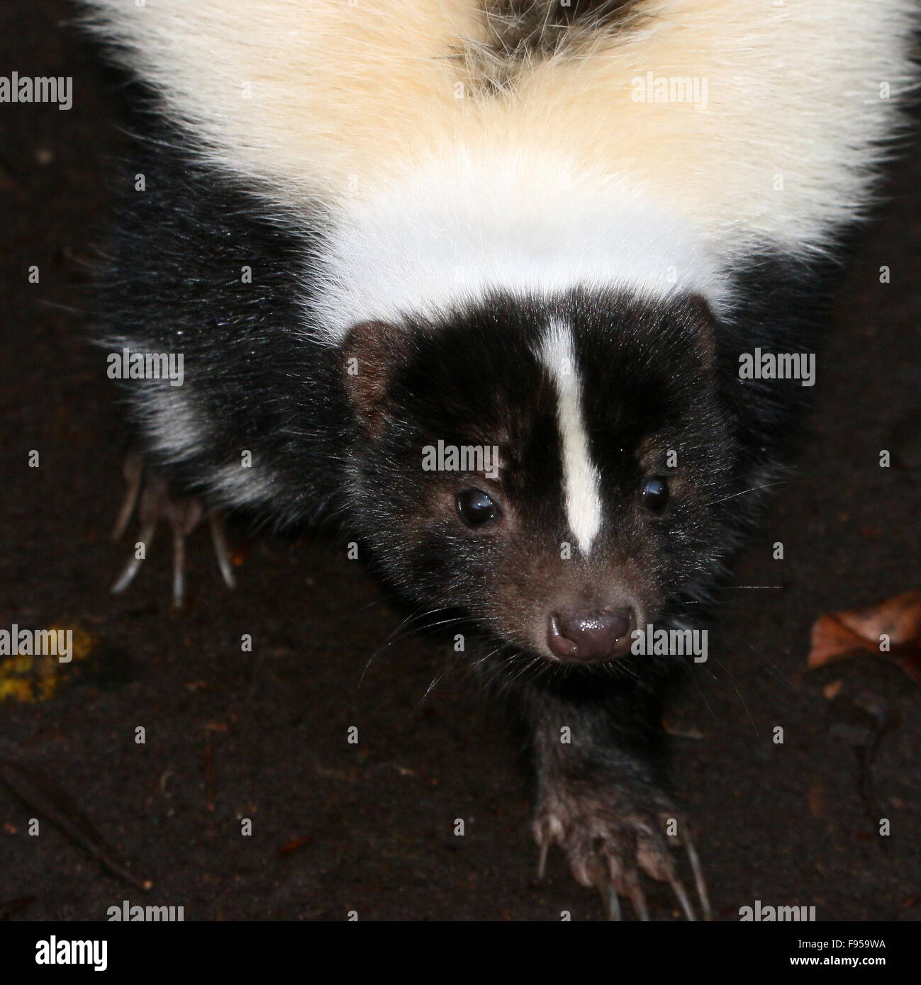 Striped skunk eyes hi-res stock photography and images - Alamy