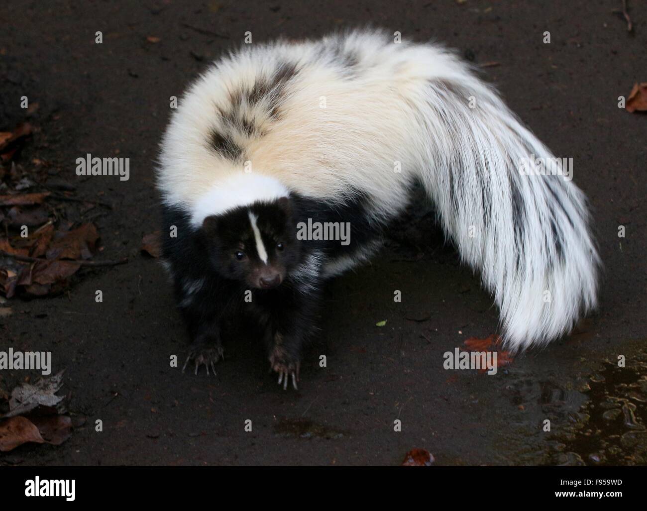North American Striped skunk (Mephitis mephitis Stock Photo - Alamy