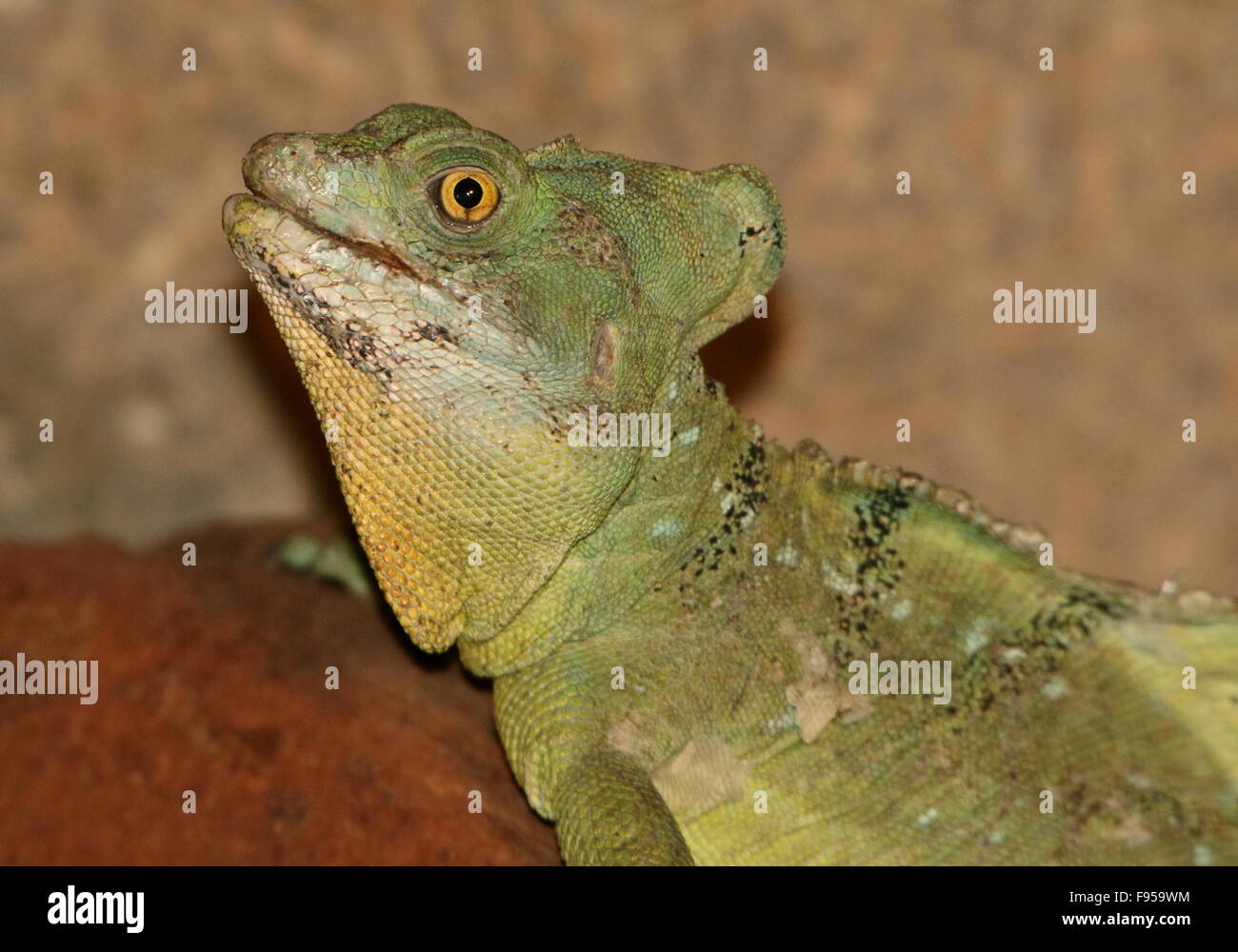 Basilisk lizard hi-res stock photography and images - Alamy