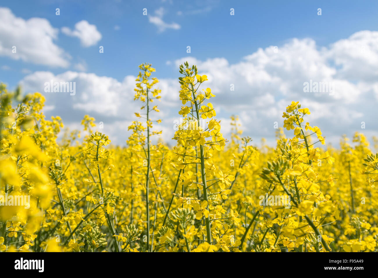 Granola field on blue sky Stock Photo - Alamy