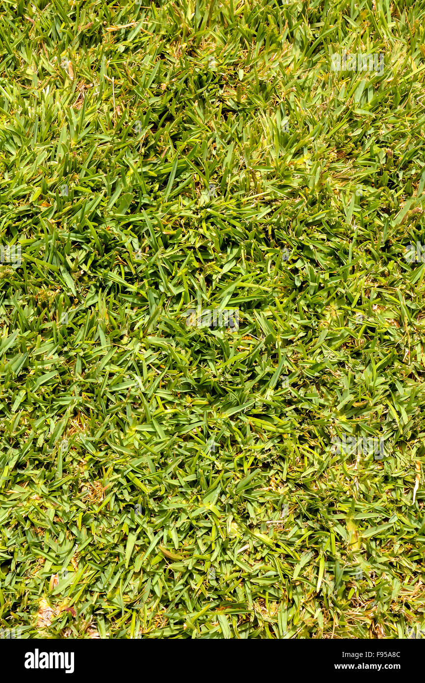 Green Grass Pattern Texture Stock Photo - Alamy