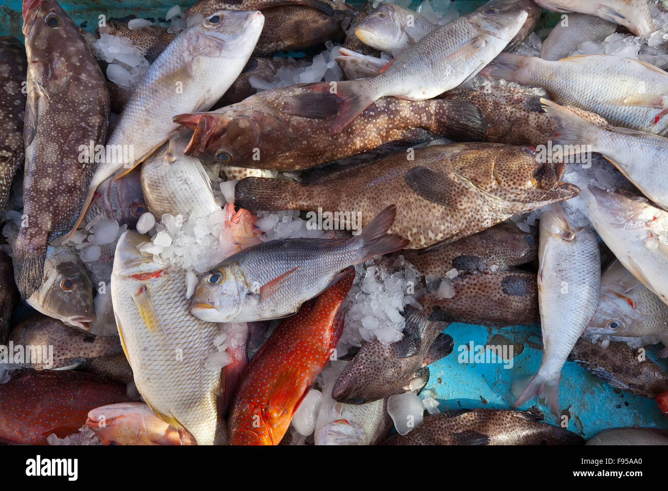 Raw fresh fish on market counter Stock Photo - Alamy
