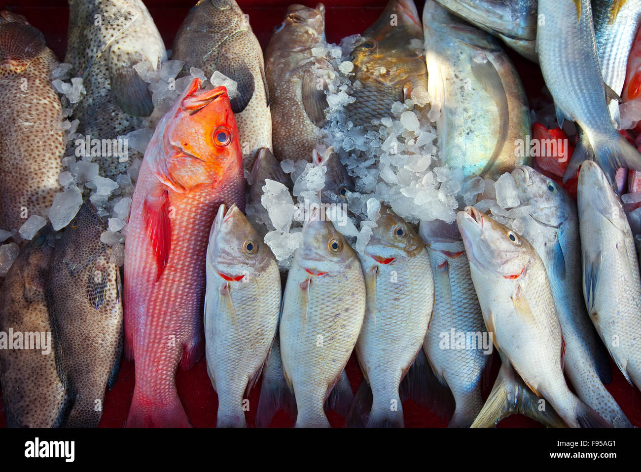 Raw fish on market counter Stock Photo - Alamy
