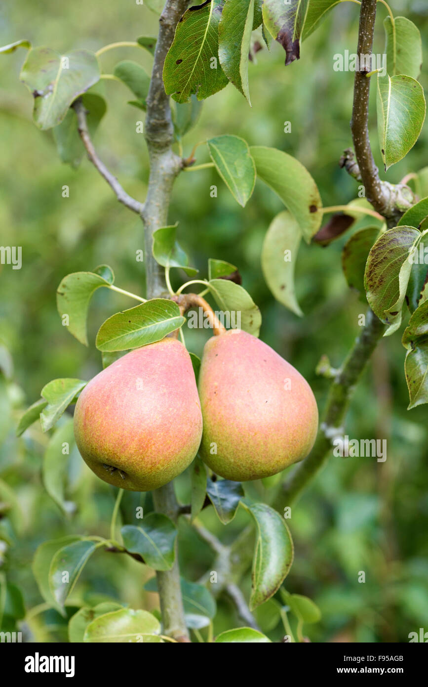 Hanging pear hi-res stock photography and images - Alamy