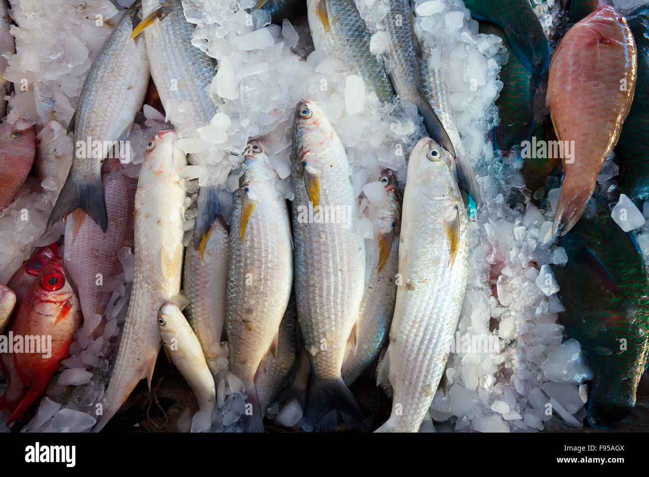 Raw fish on market counter Stock Photo - Alamy