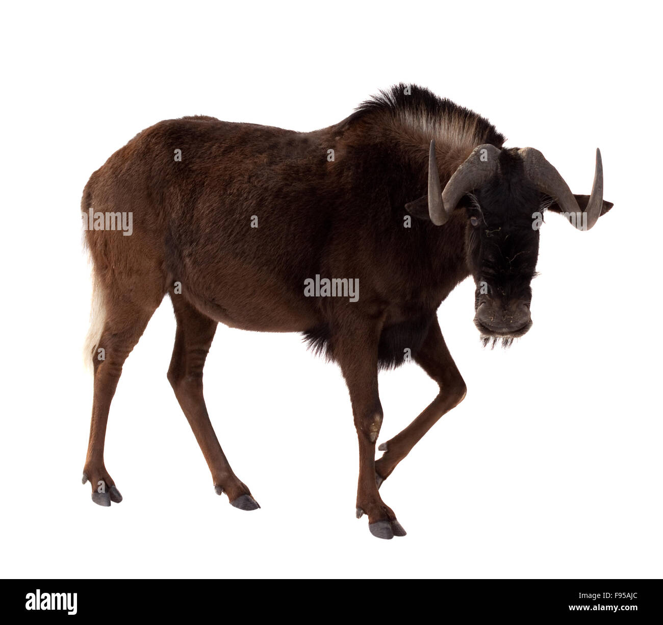 One gnu Cut Out Stock Images & Pictures - Alamy