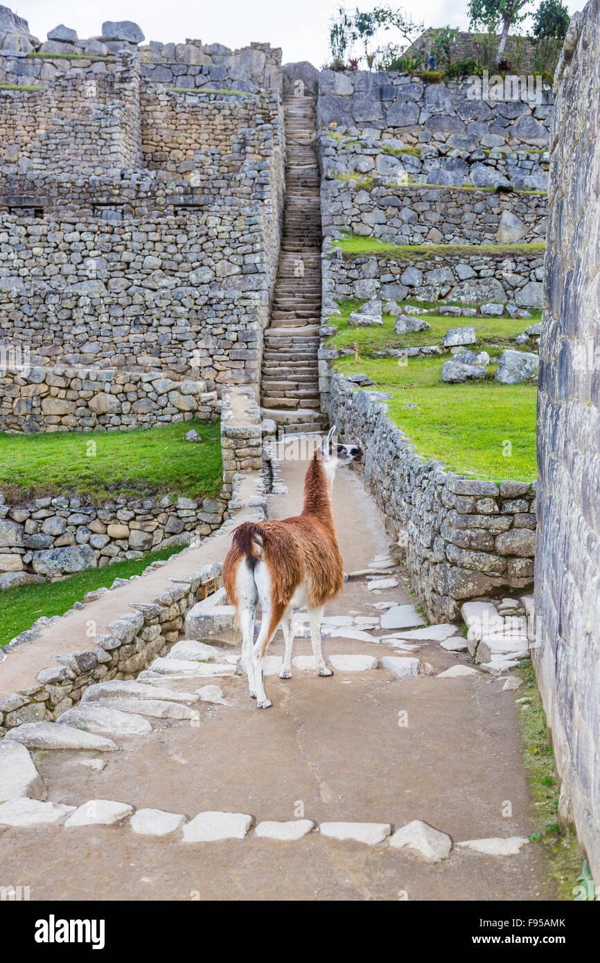Brown and white llama posing in at the foot of a stone staircase and ...
