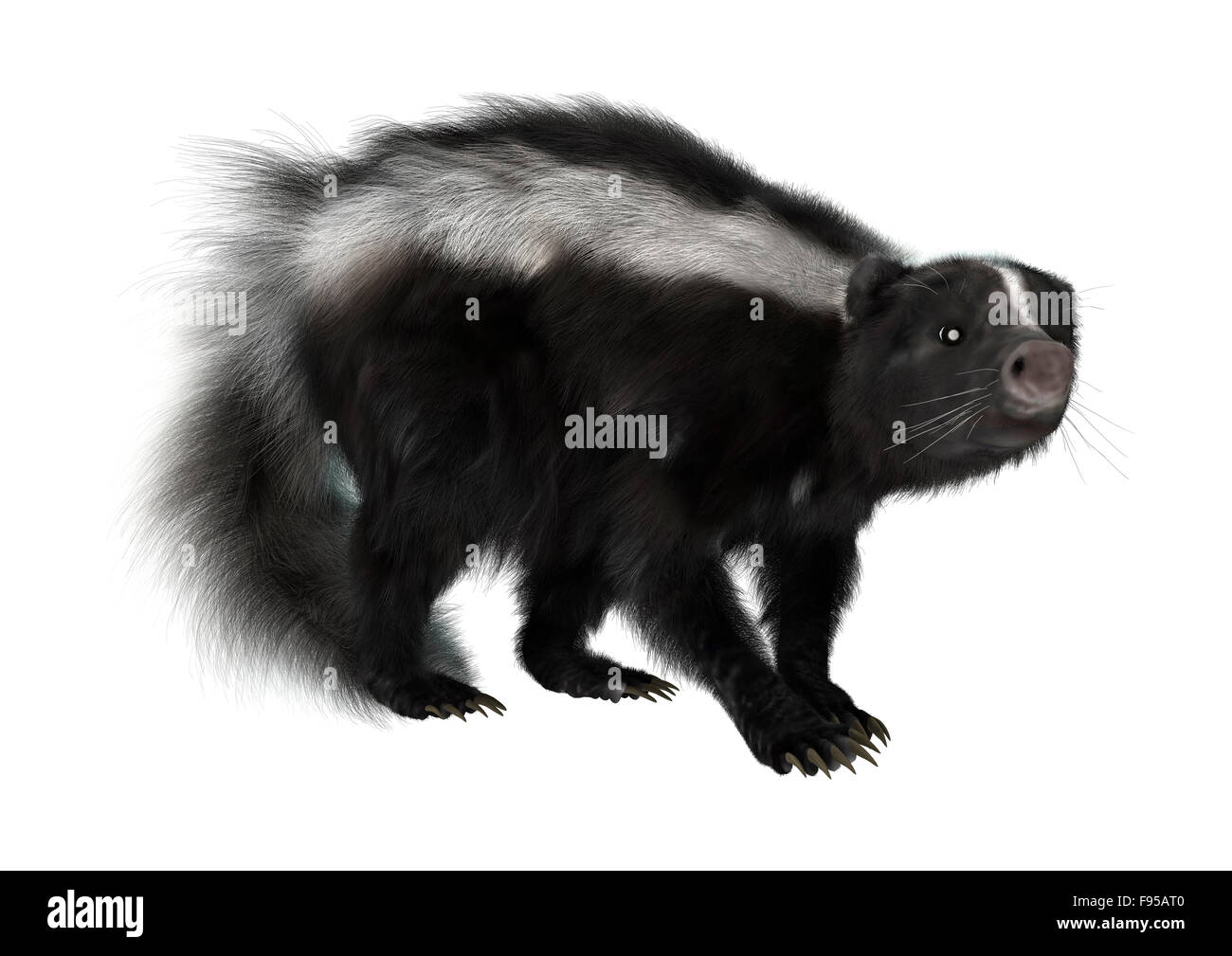 3D digital render of a striped skunk or Mephitis mephitis isolated on ...