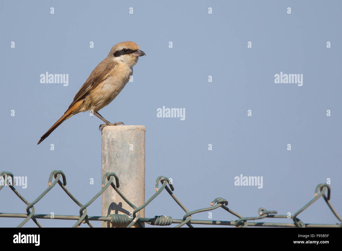 Lanidae hi-res stock photography and images - Alamy