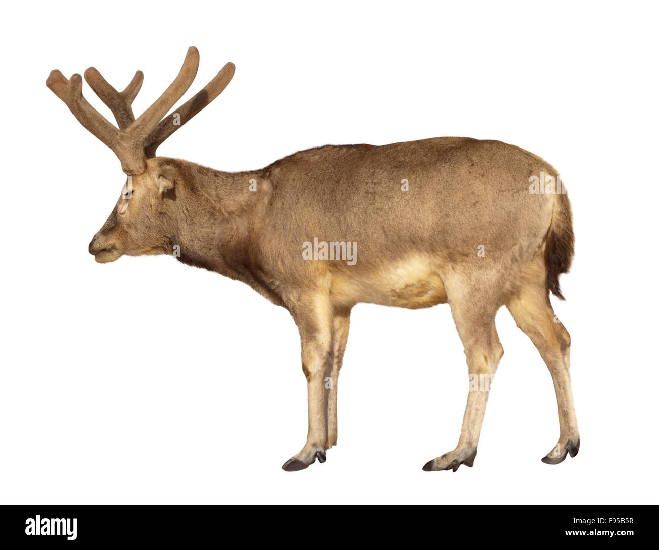 Pere Davids Deer Stock Photos & Pere Davids Deer Stock Images - Alamy