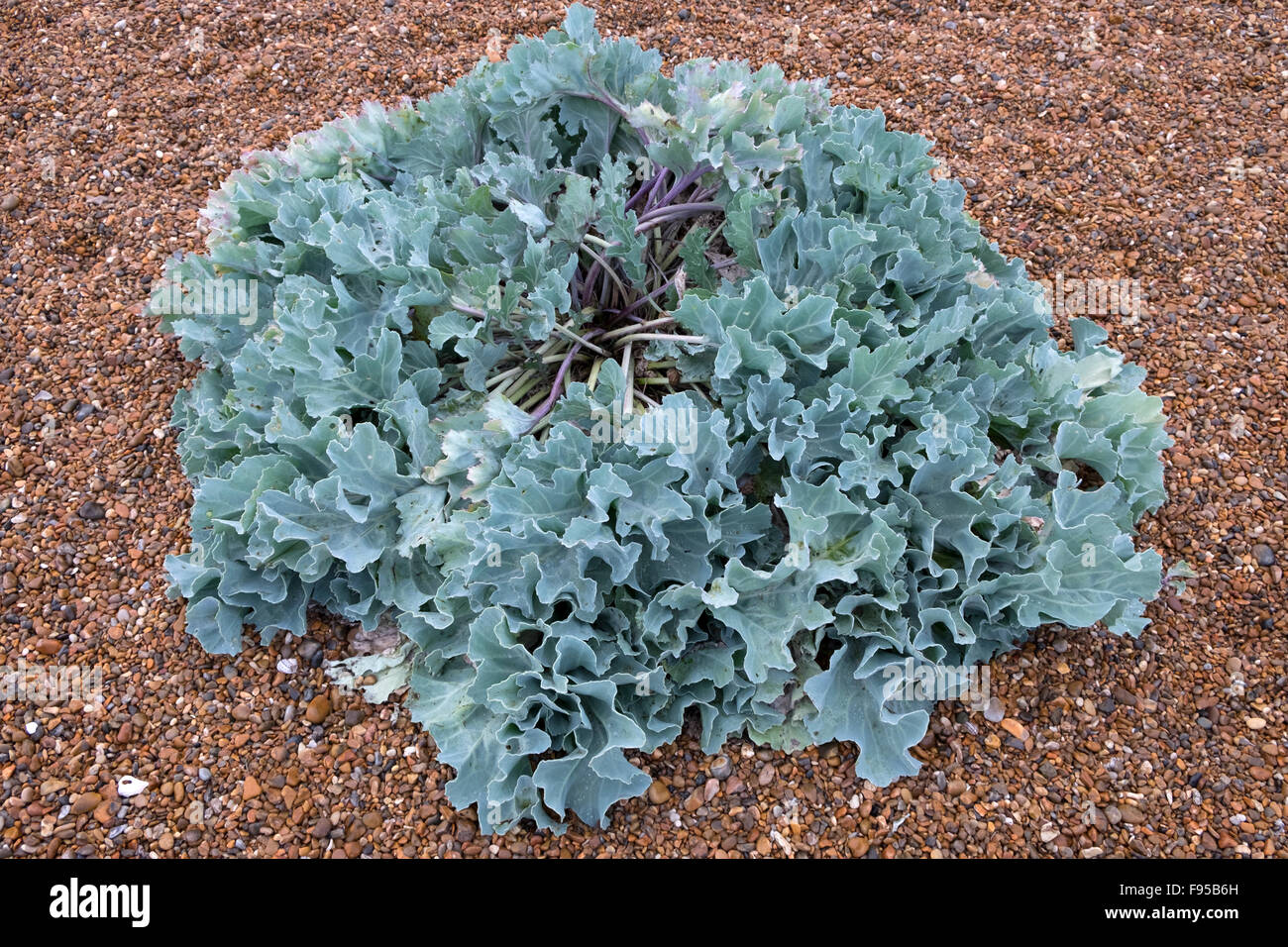 Beta maritima hi-res stock photography and images - Alamy