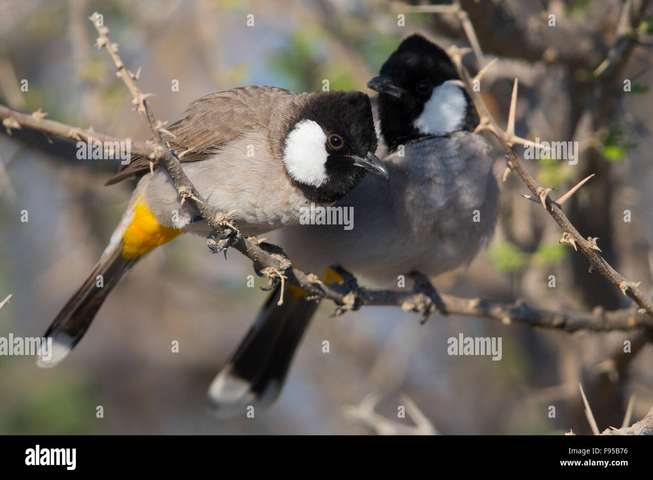 White-eared Bulbul, Couple perched on a branch, Khatmat Milalah, Al ...