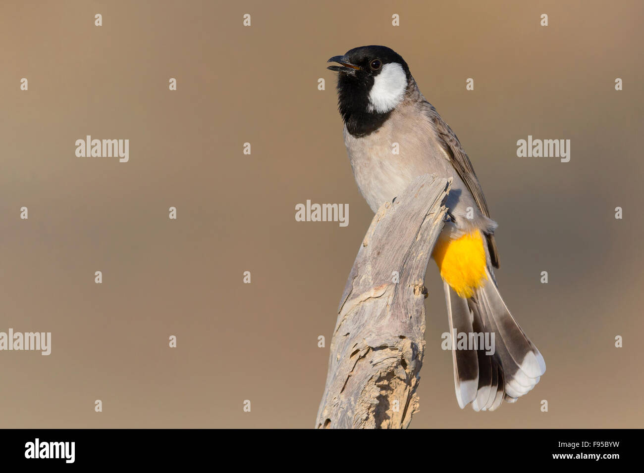 Adult singing on tree hi-res stock photography and images - Alamy