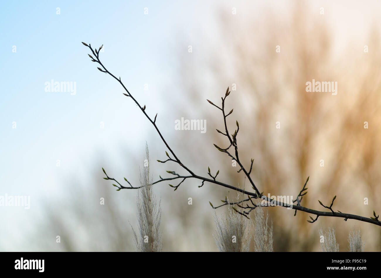 First spring tree buds, in late winter or early spring. Branch with ...