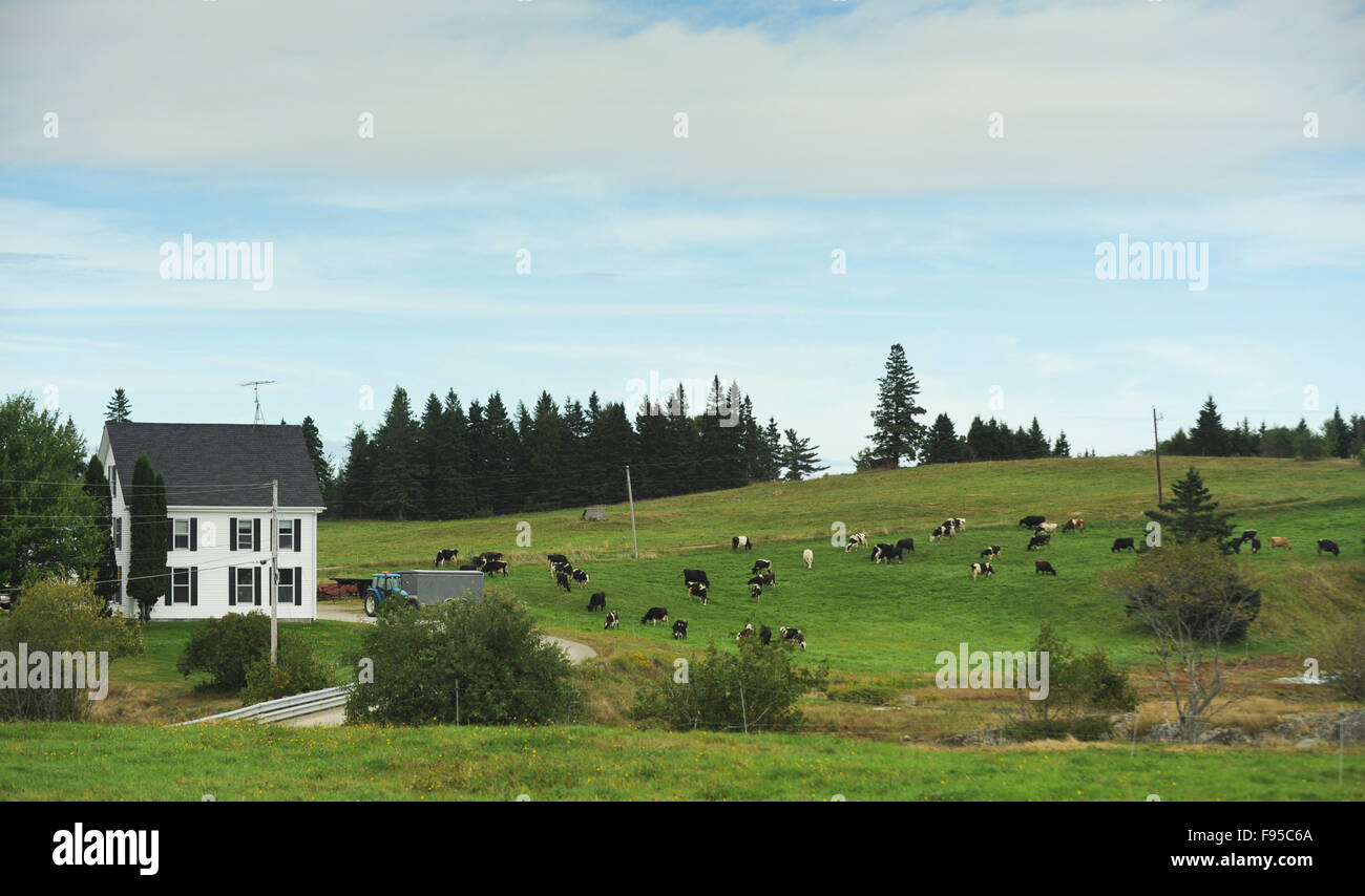 Daily life on an Organic Dairy Farm Stock Photo - Alamy