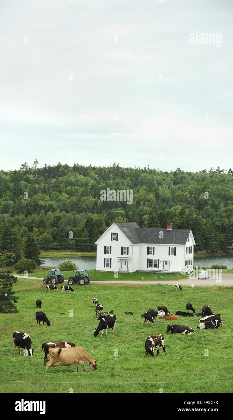 Daily life on an Organic Dairy Farm Stock Photo - Alamy