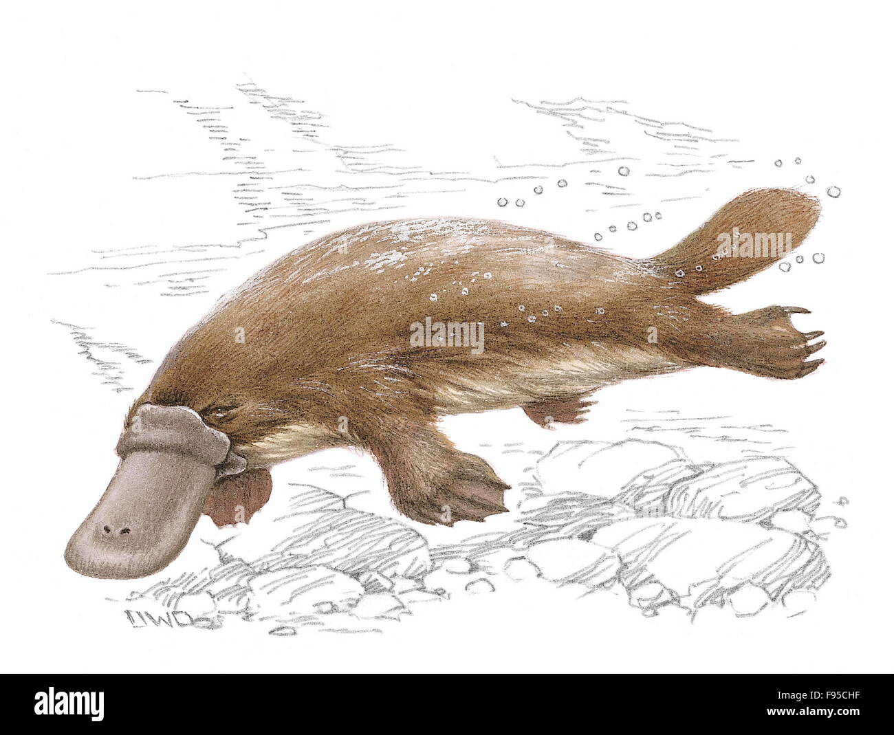 Ornithorhynchus anatinus platypus hi-res stock photography and images ...