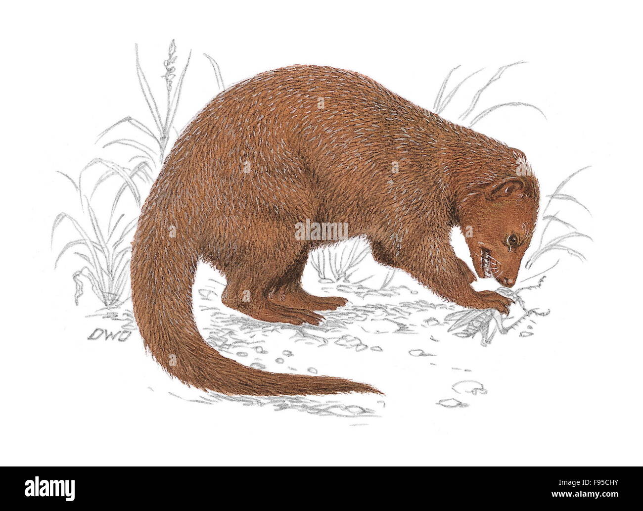African dwarf mongoose Cut Out Stock Images & Pictures - Alamy