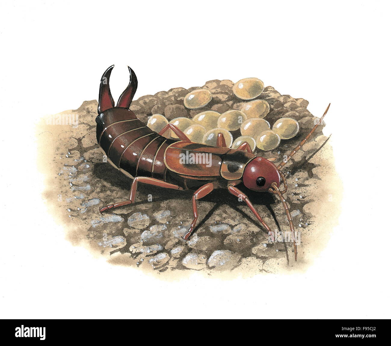 Membranous wings hi-res stock photography and images - Alamy