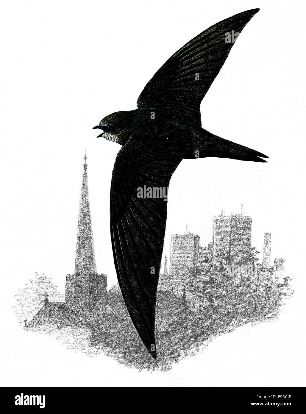 Swift Bird Sleeping Clipart