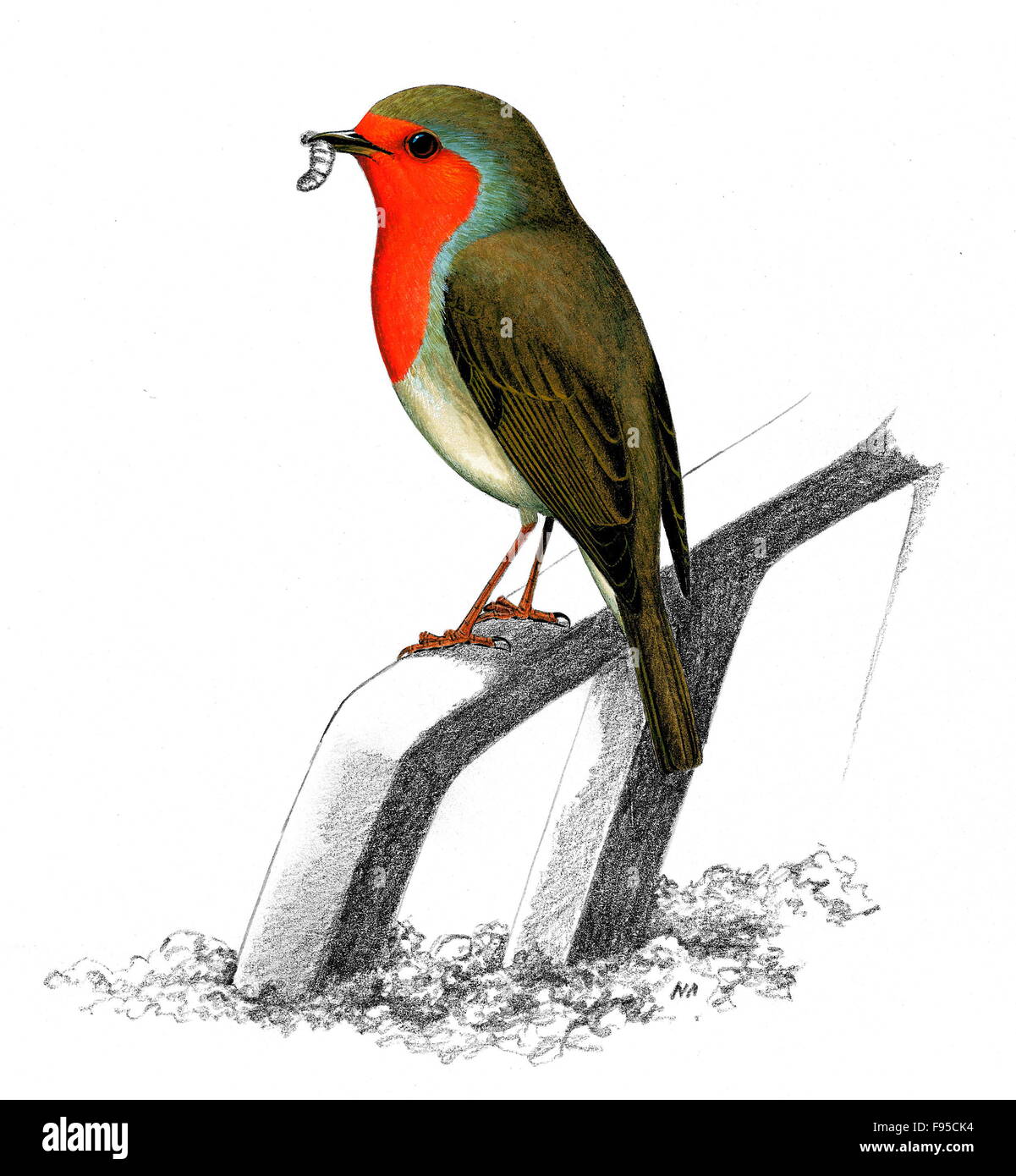 Robin illustration Cut Out Stock Images & Pictures - Alamy