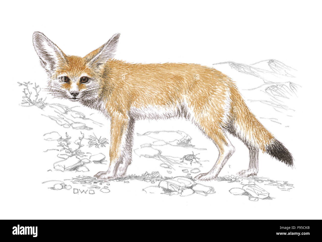 Fennec fox illustration hi-res stock photography and images - Alamy