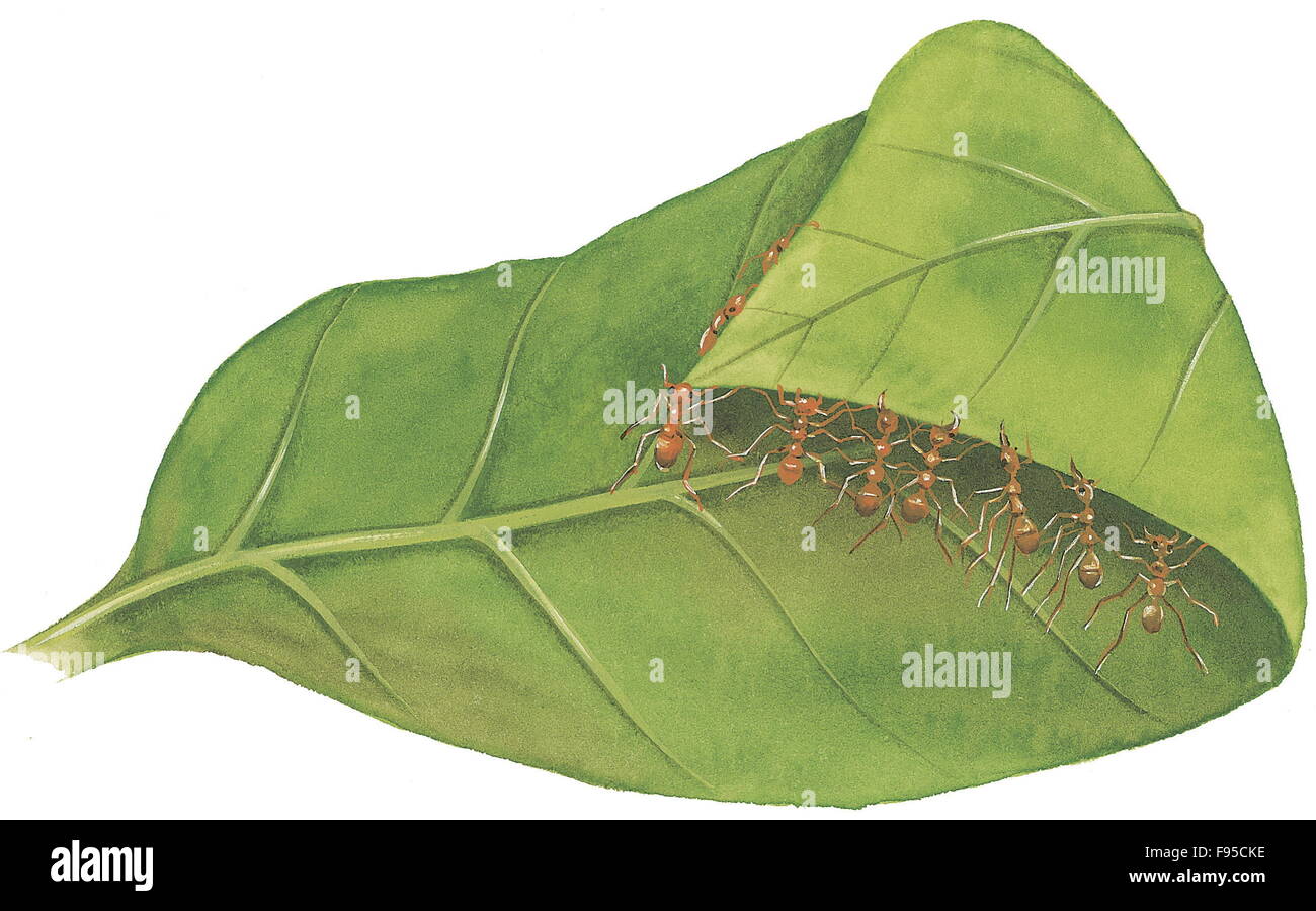 Weaver ants insects illustration bugs eusocial hi-res stock photography ...