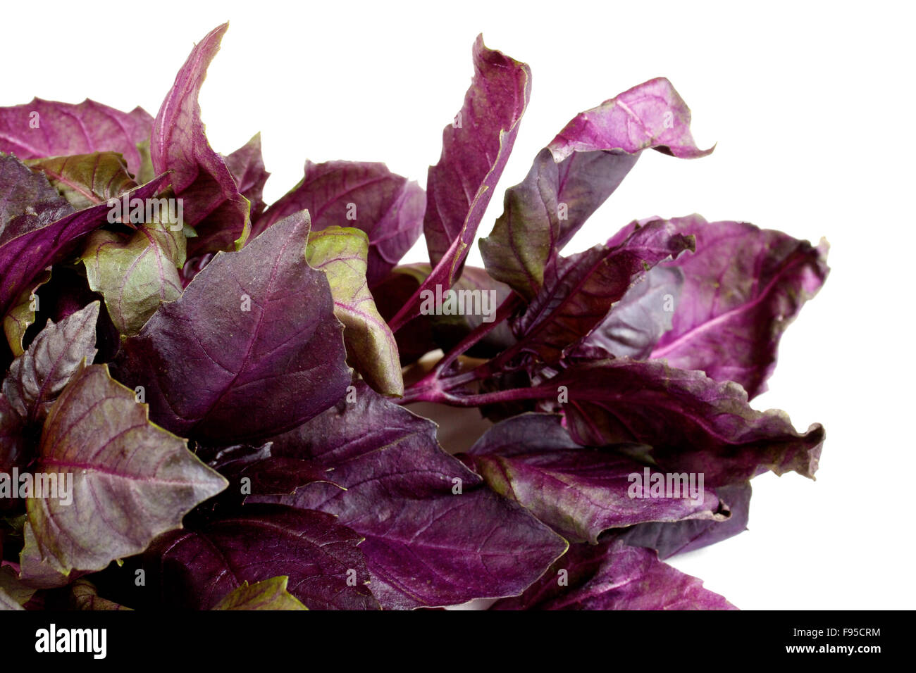 Basil herb spice leaf isolated on white background Stock Photo - Alamy