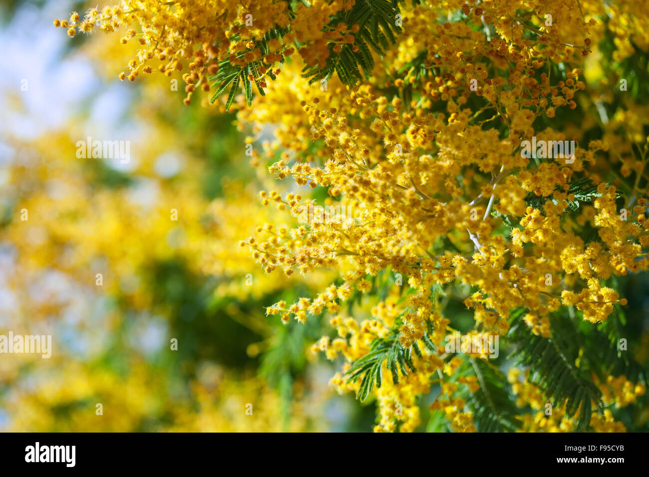 photo of yellow Acacia dealbata branches Stock Photo - Alamy