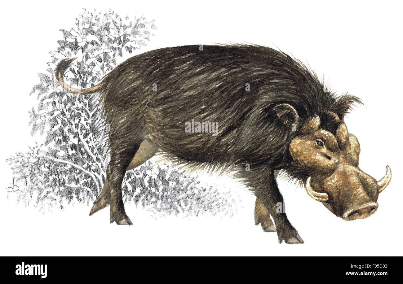 Giant forest hog illustration mammal giant forest hi-res stock ...