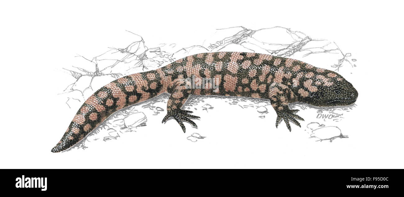 Gila Monster Drawing