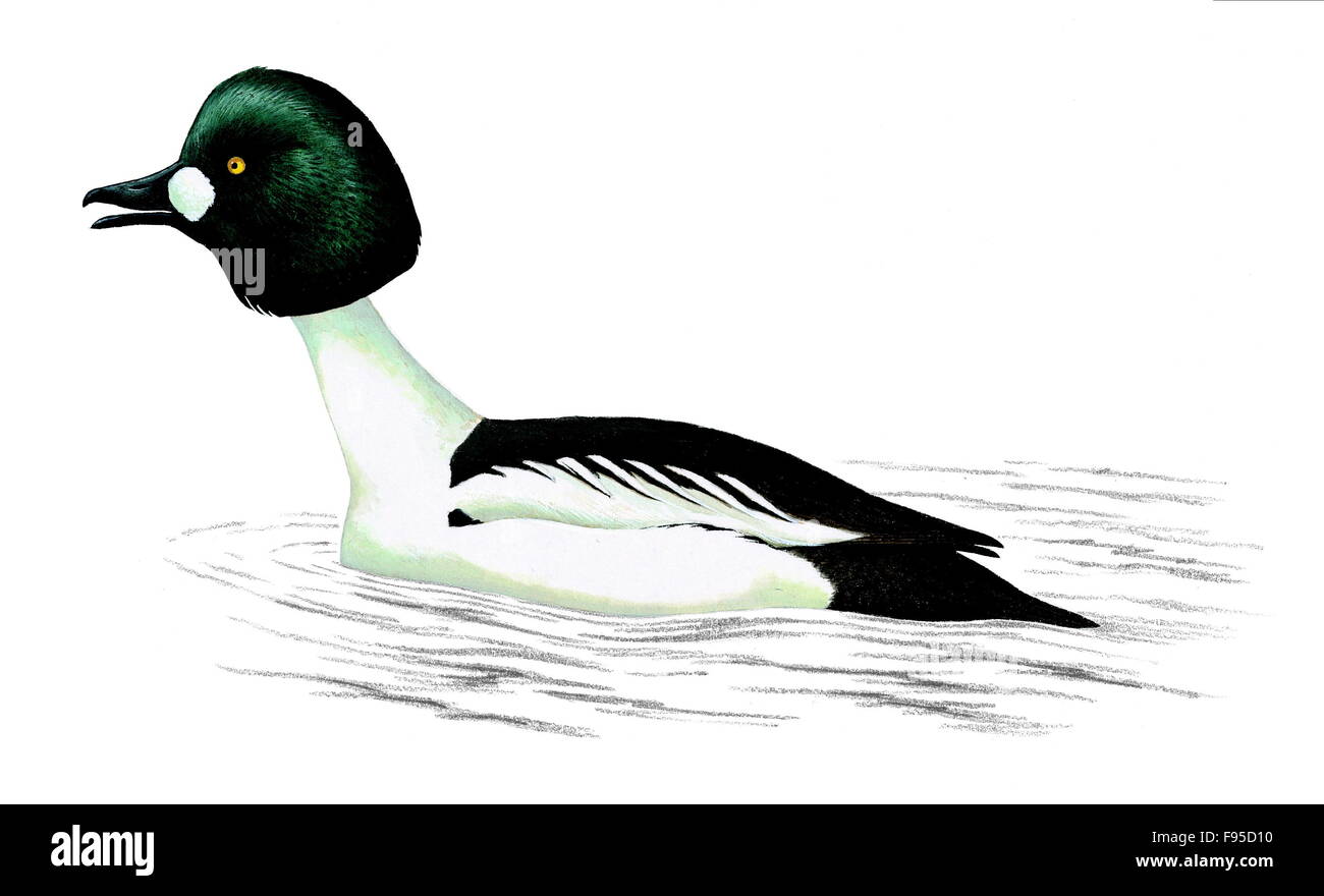 Tree hole nesting northern hemisphere seaducks hi-res stock photography ...