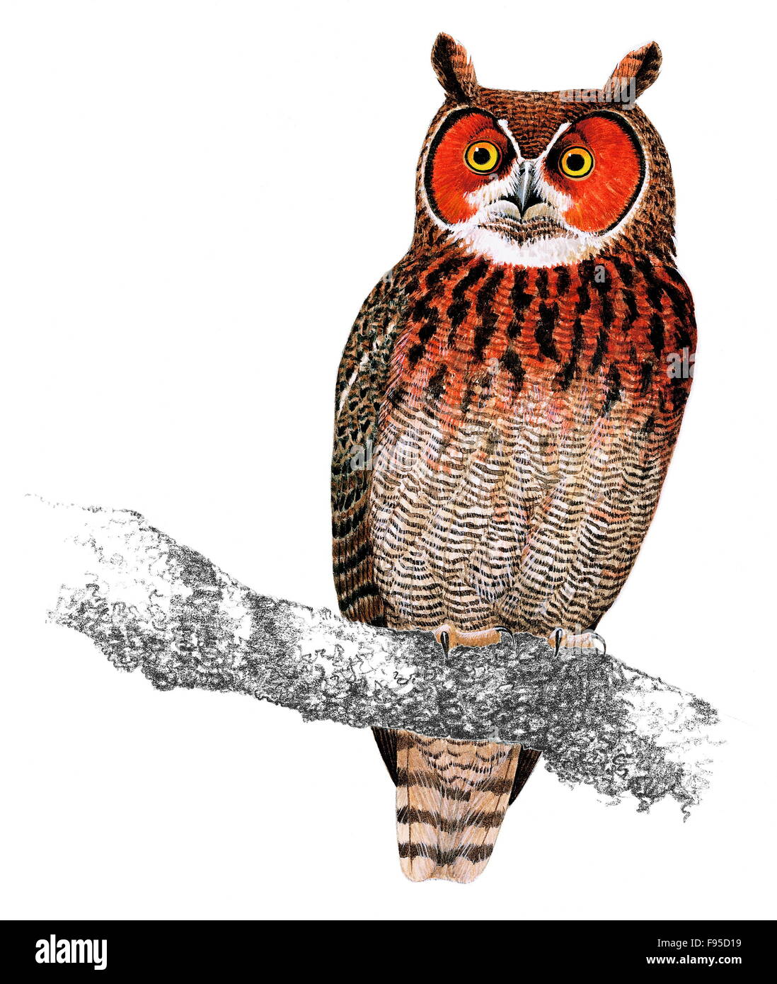 Simple Barred Owl Drawing
