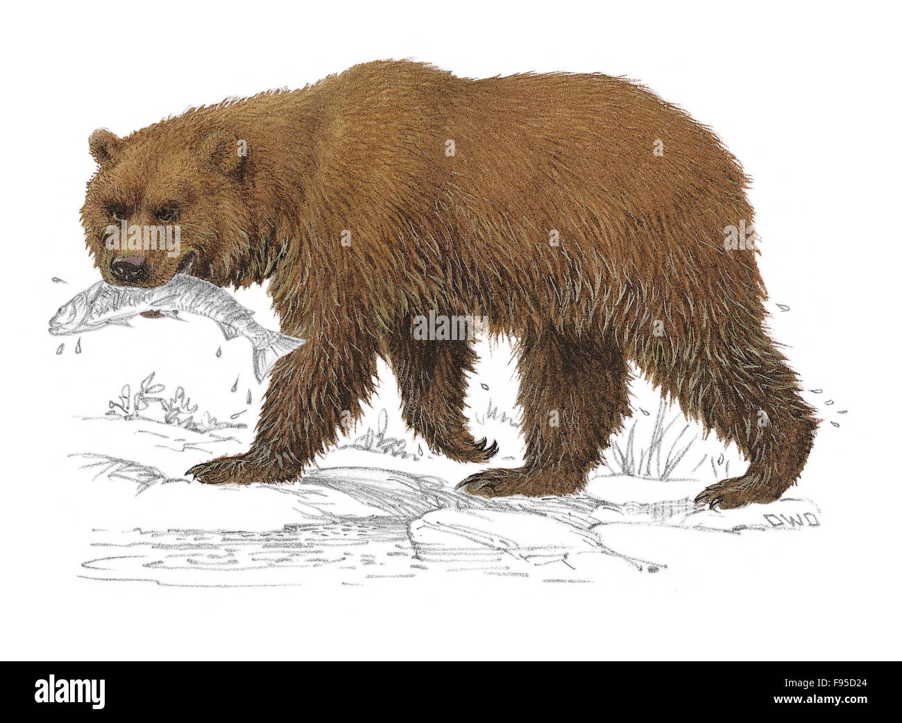 Bear history hi-res stock photography and images - Alamy