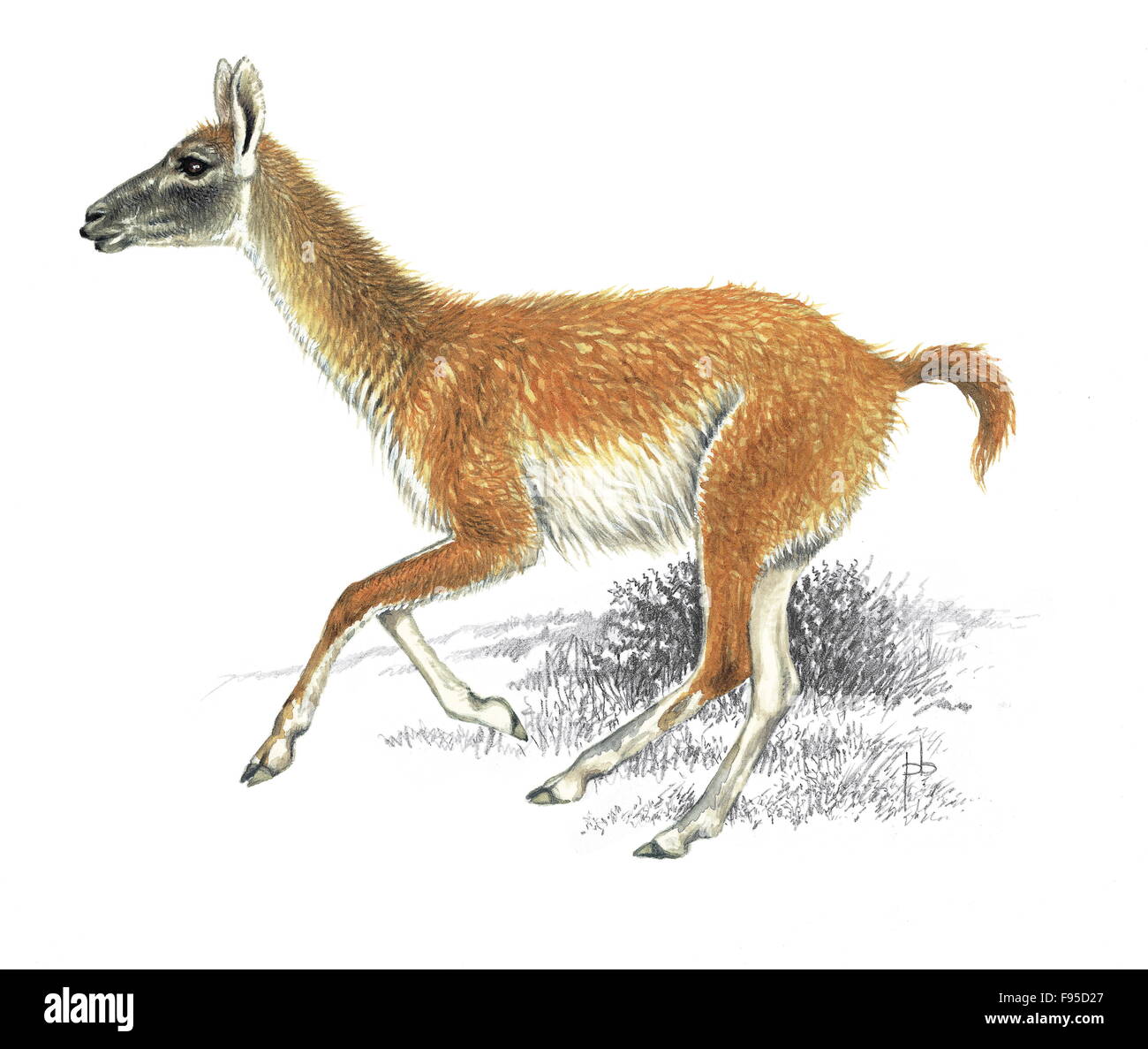 Guanaco illustration mammal animal guanaco lama hi-res stock ...