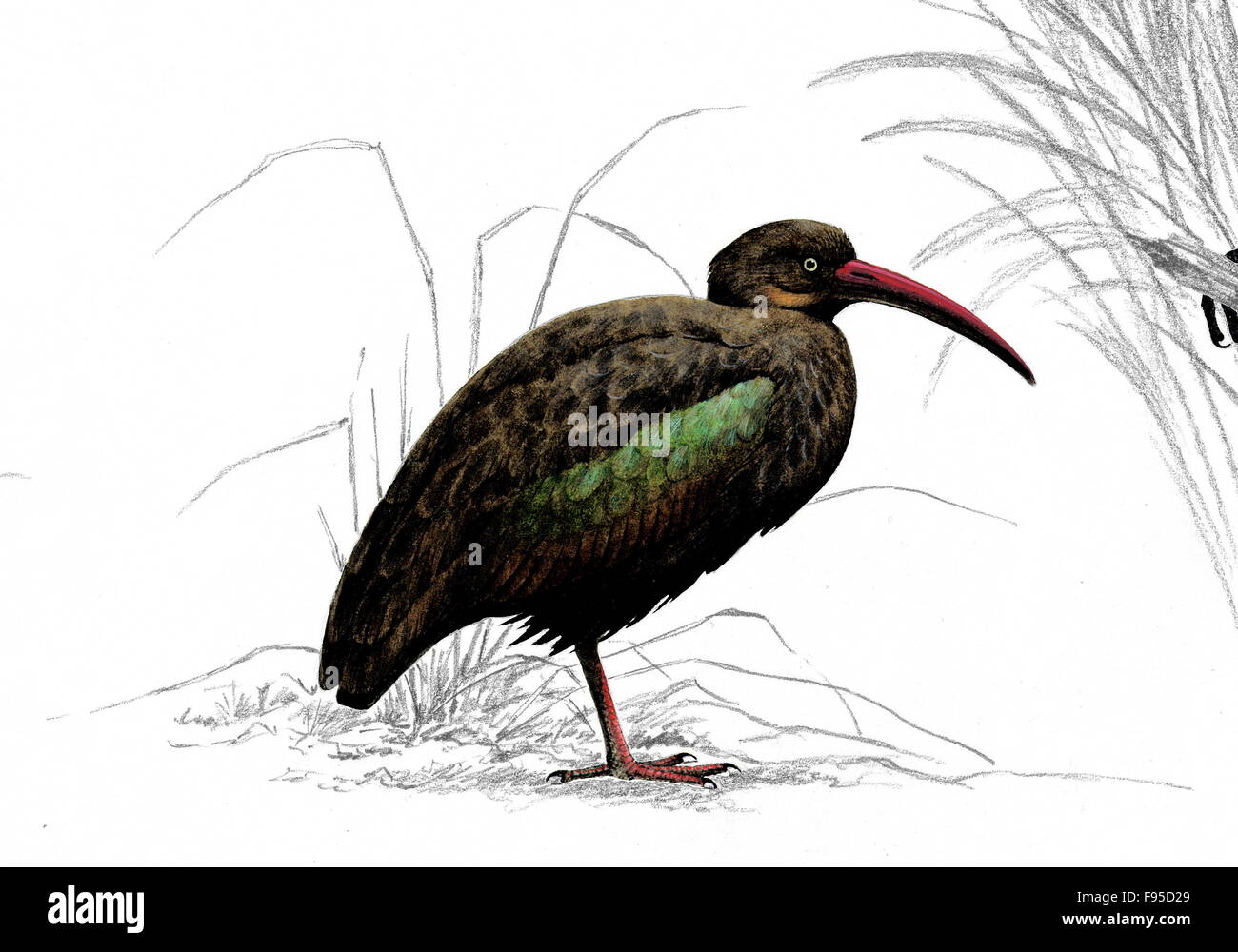 Ibis illustration hi-res stock photography and images - Alamy