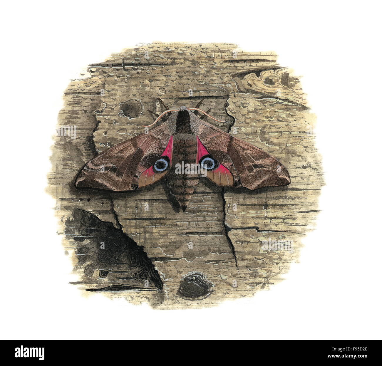 Moth moth hi-res stock photography and images - Alamy