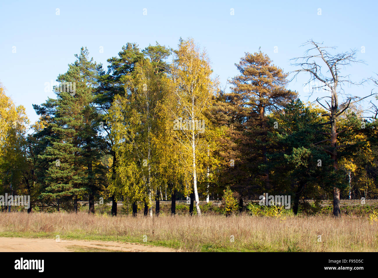 Beautiful landscape. Field and edge of forest Russia Stock Photo - Alamy