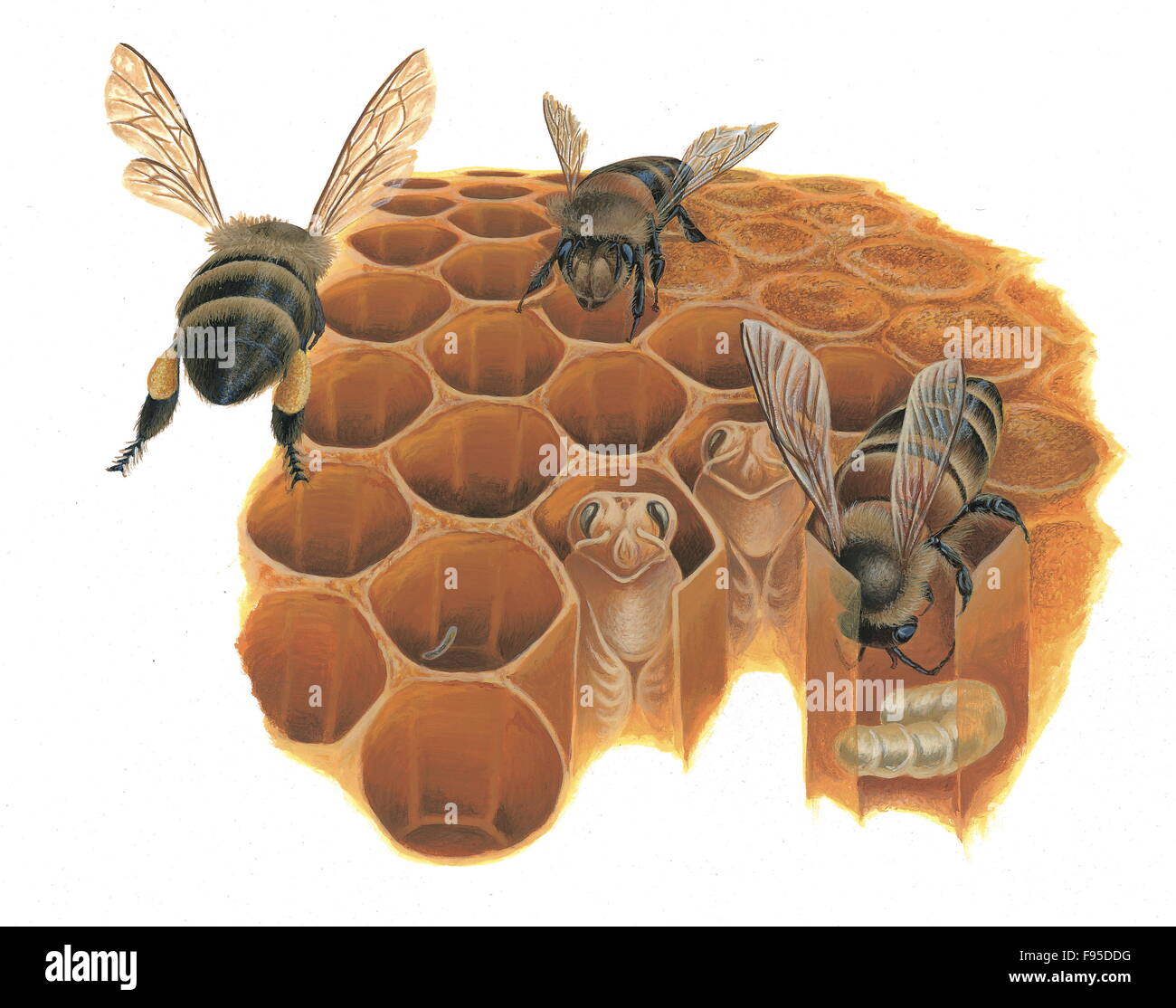 Apini tribe hi-res stock photography and images - Alamy