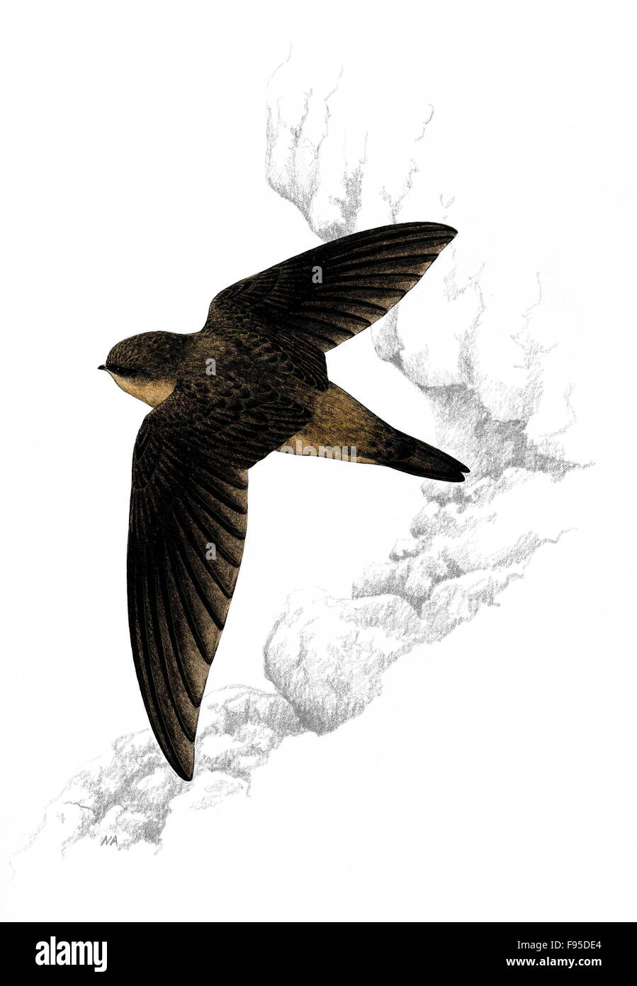 Indian swiftlet illustration bird aves indian hi-res stock photography ...