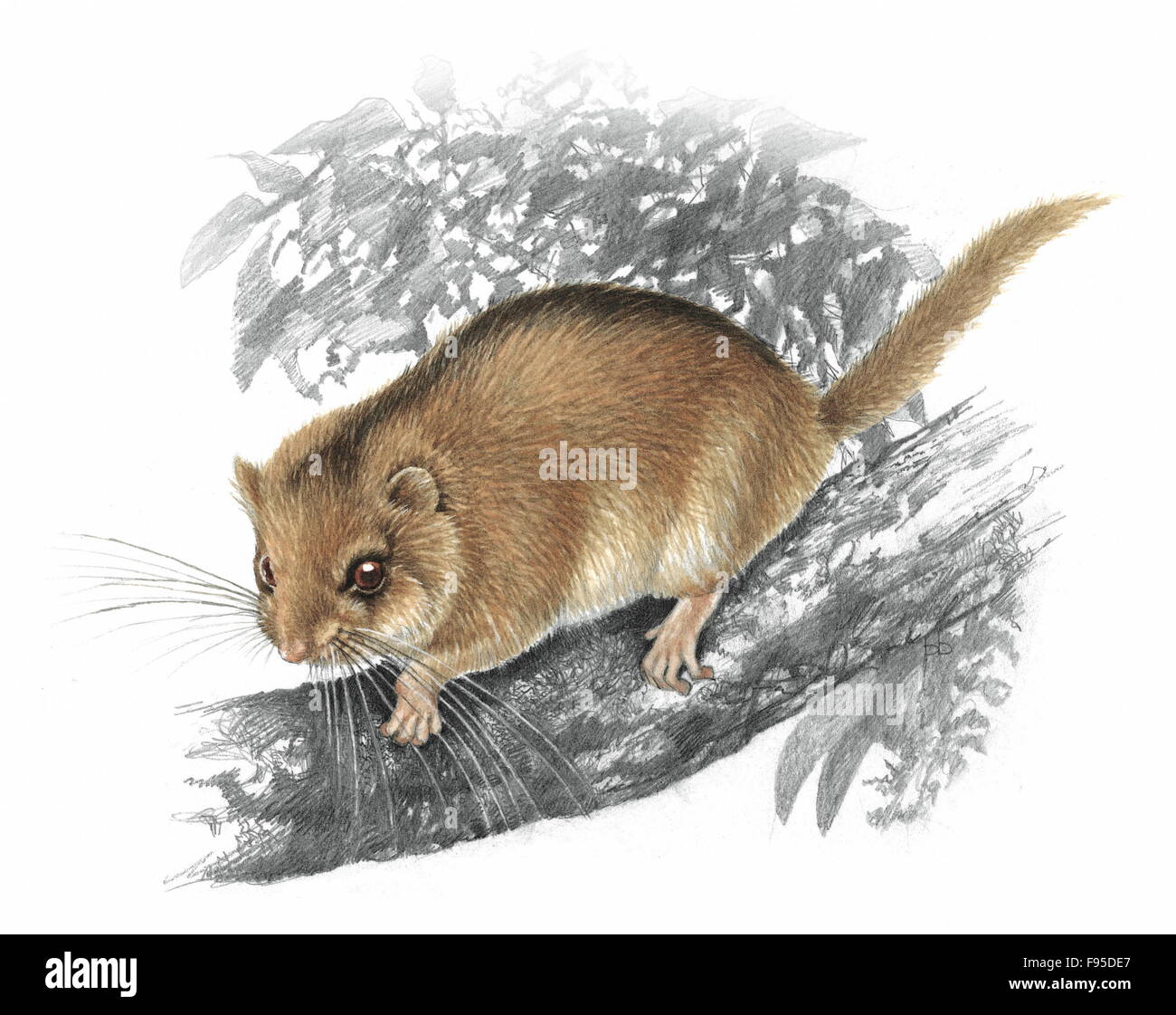 Japanese dormouse hi-res stock photography and images - Alamy