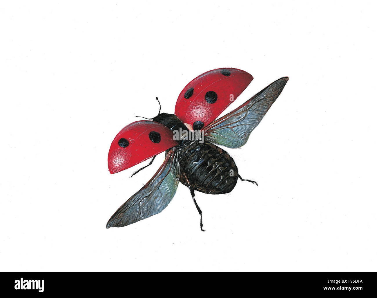 Ladybird insects hi-res stock photography and images - Alamy