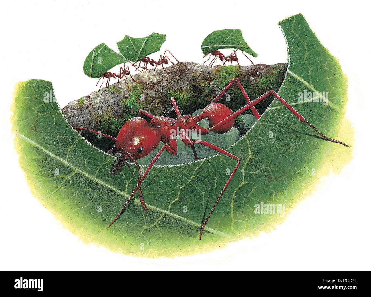 Fungus growing ants hi-res stock photography and images - Alamy