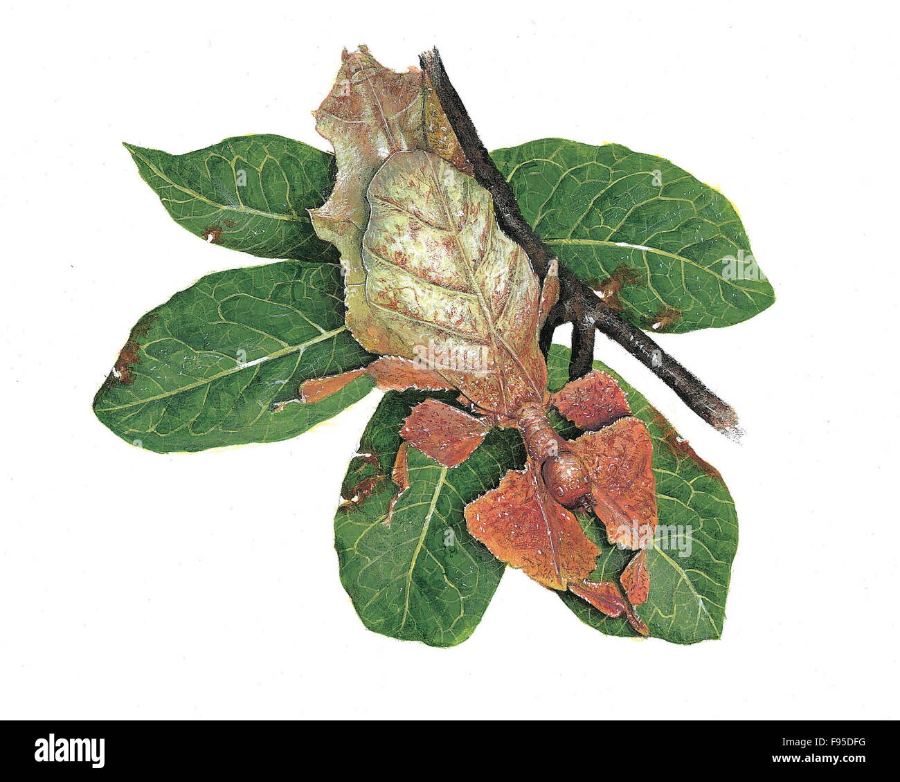 Insect archive hi-res stock photography and images - Alamy